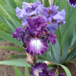 Tall Bearded Iris (Iris 'Deep Currents') in the Irises Database ...
