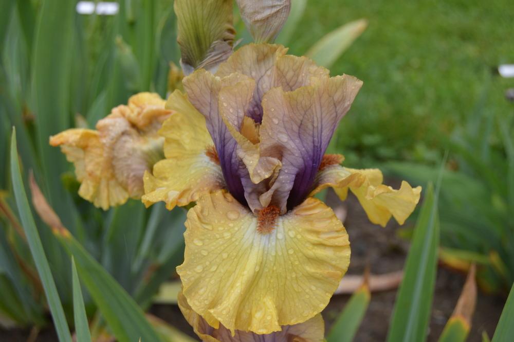 Tall Bearded Iris (Iris 'Desert Moth') in the Irises Database - Garden.org