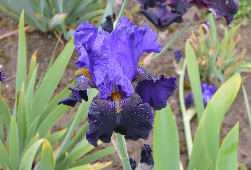 Tall Bearded Iris (Iris 'Dixie Thunder') in the Irises Database ...