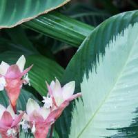 Photo of the bloom of Calathea 'Royal Standard' posted by skylark ...