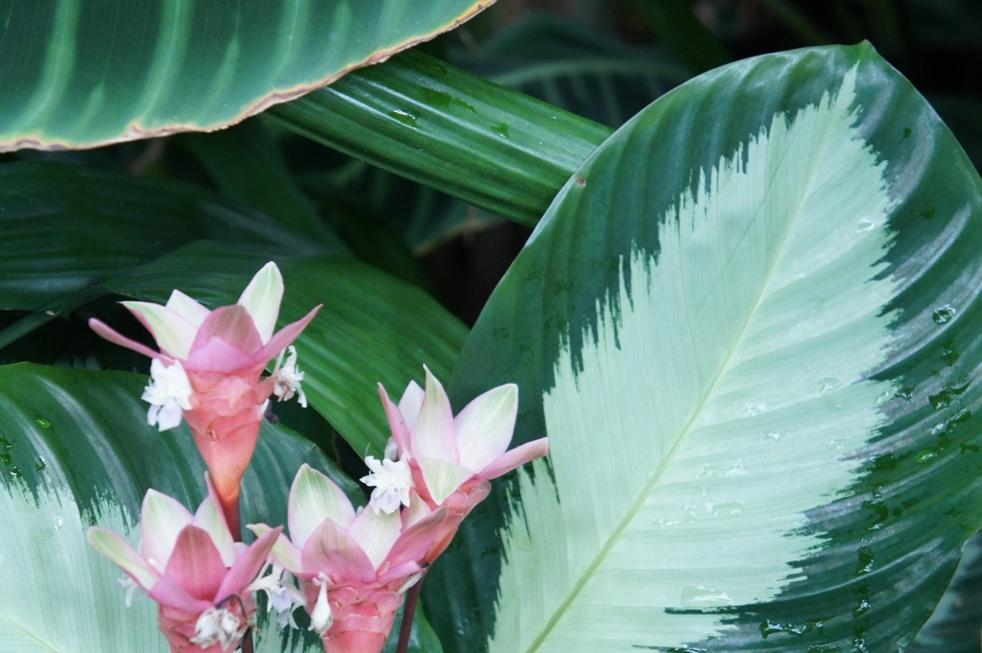 Photo of the bloom of Calathea 'Royal Standard' posted by skylark ...