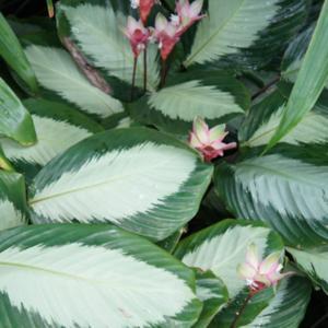 Calathea 'Royal Standard' - Garden.org