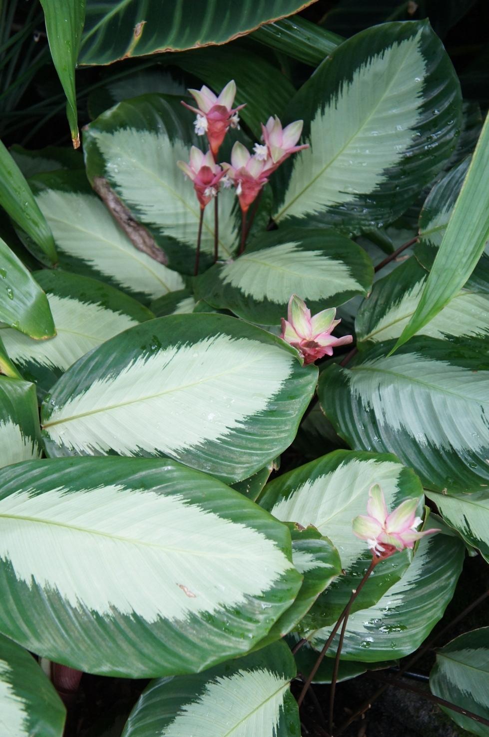 Photo of the entire plant of Calathea 'Royal Standard' posted by ...