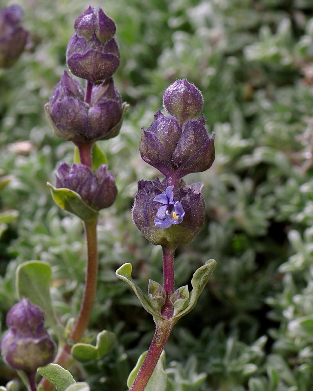Photo of the closeup of buds, sepals and receptacles of Purple Sage ...