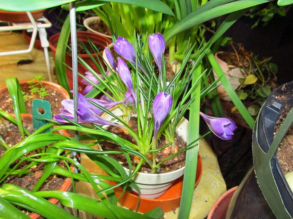 Photo of the entire plant of Crocus (Crocus vernus 'Remembrance ...