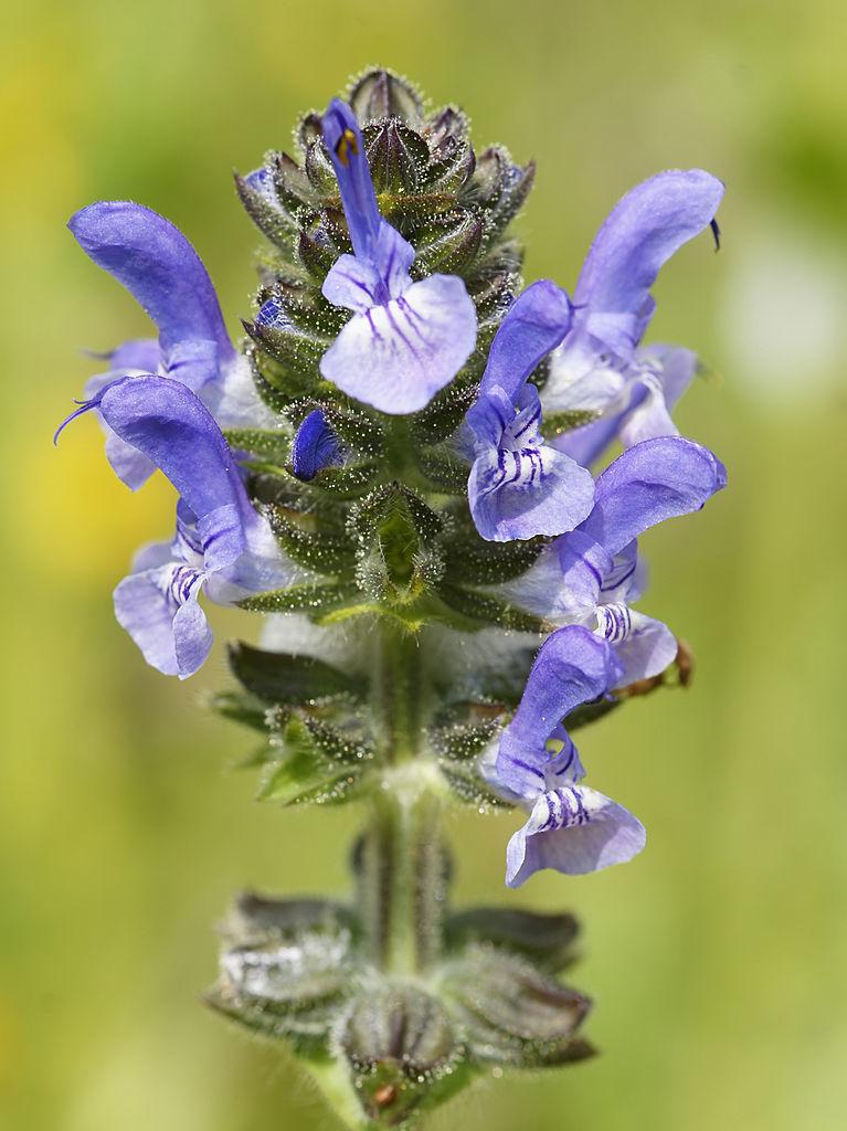 Wild Clary Sage (Salvia verbenaca) in the Salvias Database - Garden.org