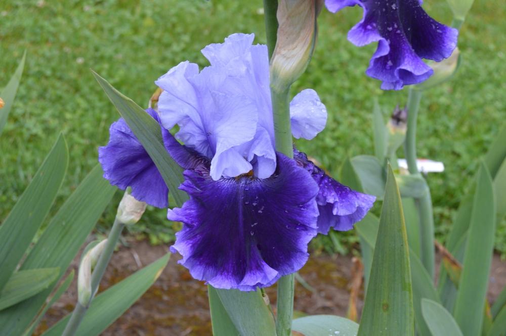 Photo of the bloom of Tall Bearded Iris (Iris 'Global Crossing') posted ...