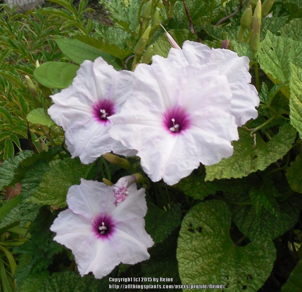 Photo of the bloom of Pink Moon Vine (Ipomoea macrorhiza) posted by ...
