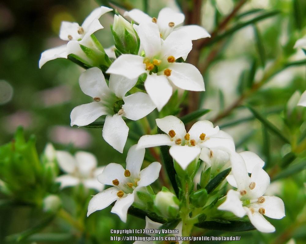 Coleonema album - Garden.org