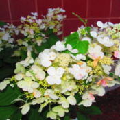 The Main Plant entry for Hydrangeas (Hydrangea) - Garden.org