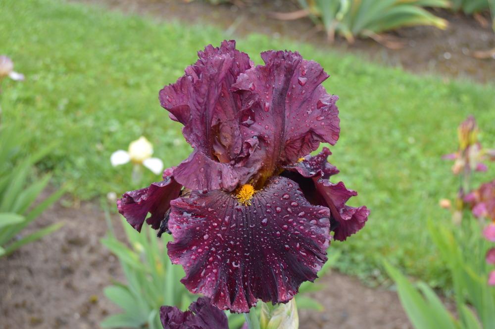 Tall Bearded Iris (Iris 'Hearty Burgundy') in the Irises Database - Garden.org