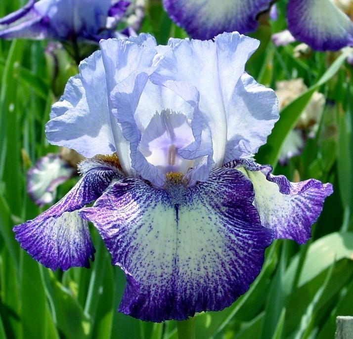 Tall Bearded Iris (Iris 'Peaceful Living') in the Irises Database ...