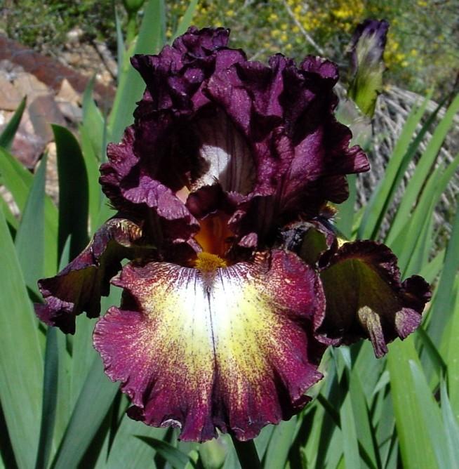 Tall Bearded Iris (Iris 'Vance George') in the Irises Database - Garden.org