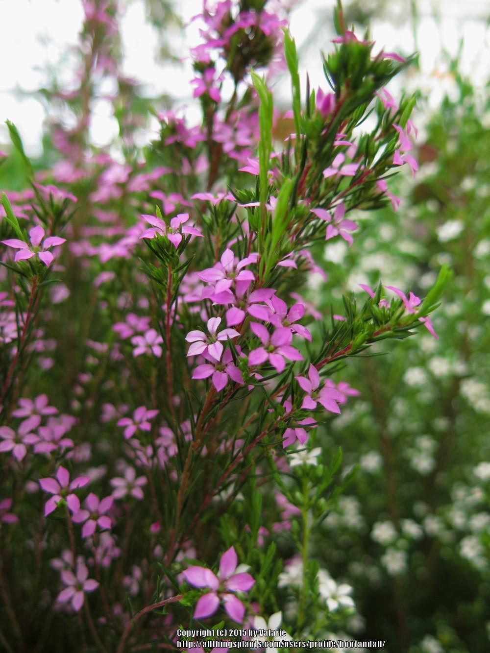 Coleonema pulchrum 'Rubrum' - Garden.org