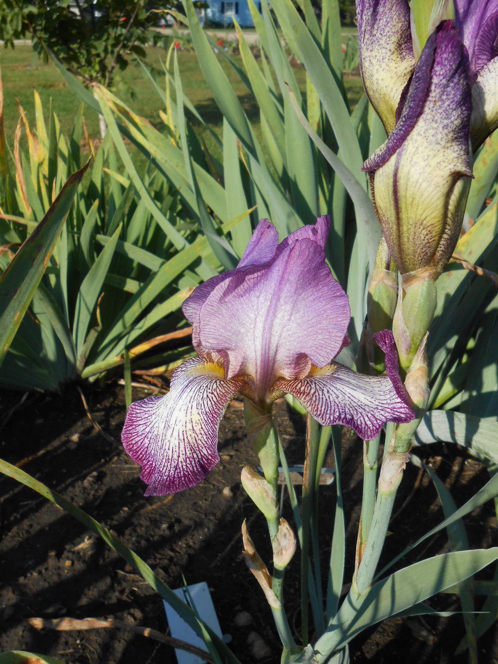 Tall Bearded Iris (Iris 'Da Capo') in the Irises Database - Garden.org