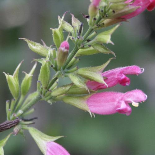 Karwinski's Sage (Salvia karwinskii) in the Salvias Database - Garden.org