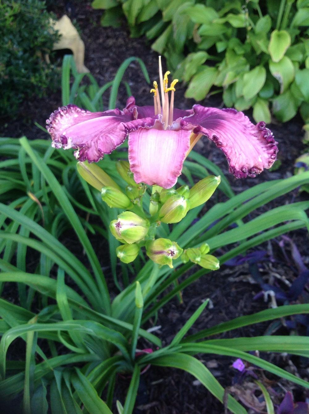 Photo of the closeup of buds, sepals and receptacles of Daylily ...