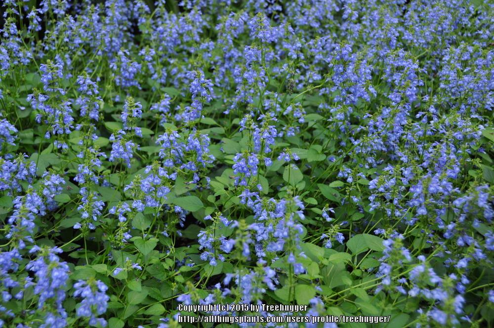 Ground Ivy Sage (Salvia glechomifolia) in the Salvias Database - Garden.org