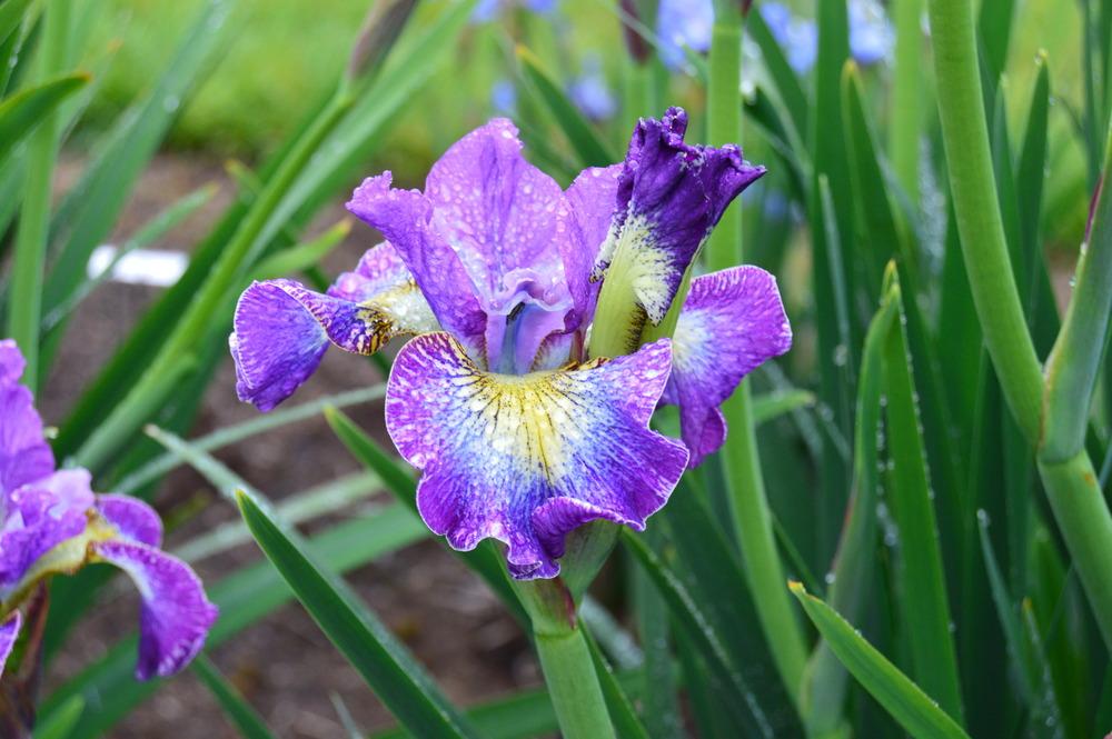 Siberian Iris (Iris 'How Audacious') in the Irises Database - Garden.org