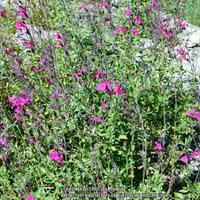 Autumn Sage (Salvia greggii 'Raspberry Delight') in the Salvias ...