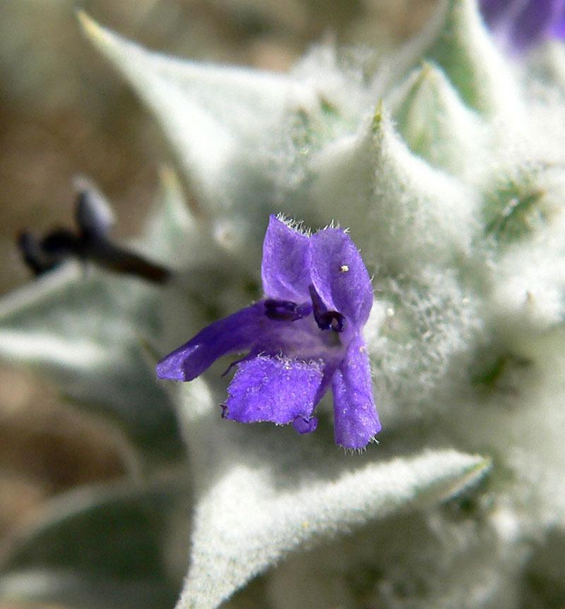 Death Valley Sage (Salvia funerea) in the Salvias Database - Garden.org