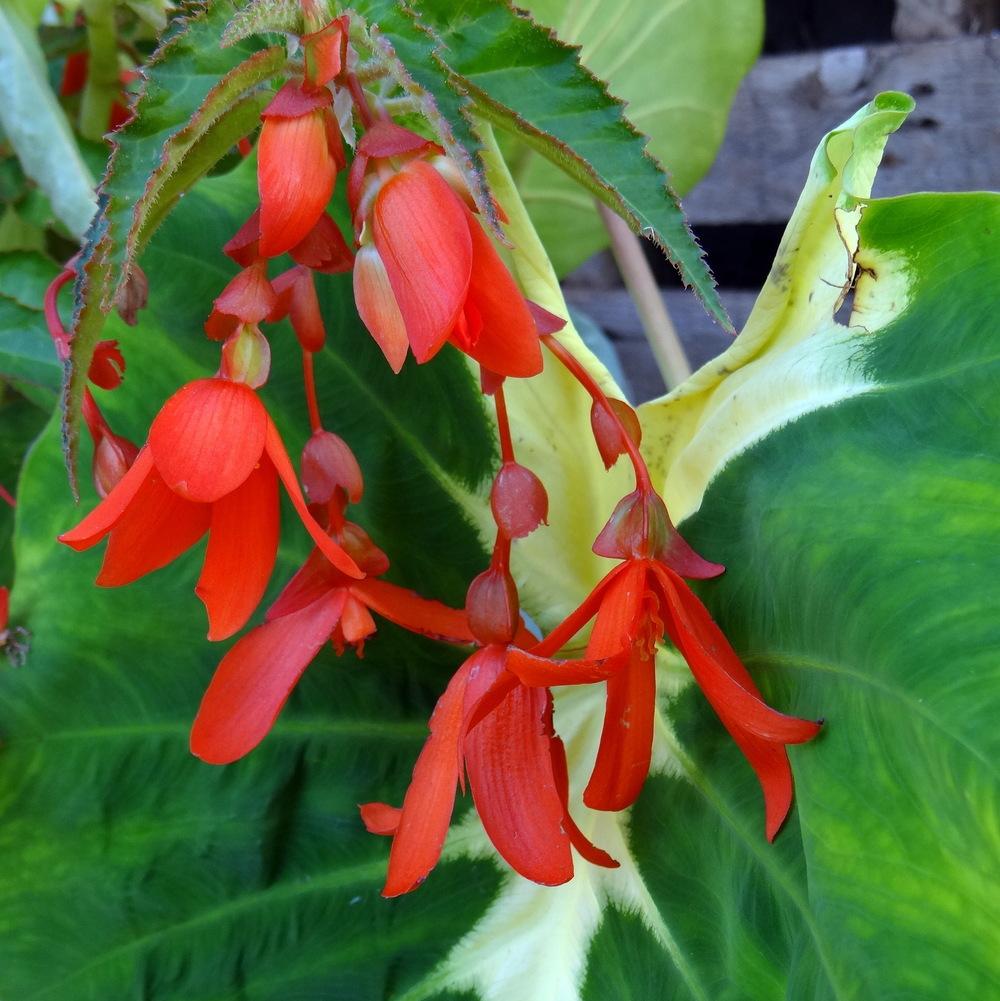 Photo of the bloom of Begonia Waterfall® Encanto Orange® posted by ...