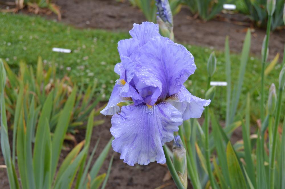Photo of the bloom of Tall Bearded Iris (Iris 'Jennifer Stout') posted ...