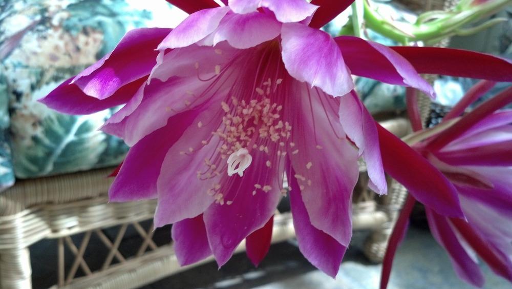 Epiphyllum: Plant Care and Collection of Varieties - Garden.org