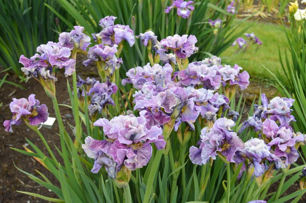 Photo of the bloom of Siberian Iris (Iris 'Mad Hat') posted by ...