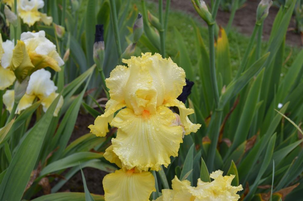 Tall Bearded Iris (Iris 'Lacy Lemon') in the Irises Database - Garden.org