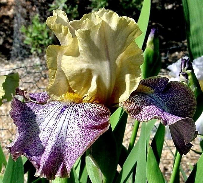 Tall Bearded Iris (Iris 'Got Spots') in the Irises Database - Garden.org