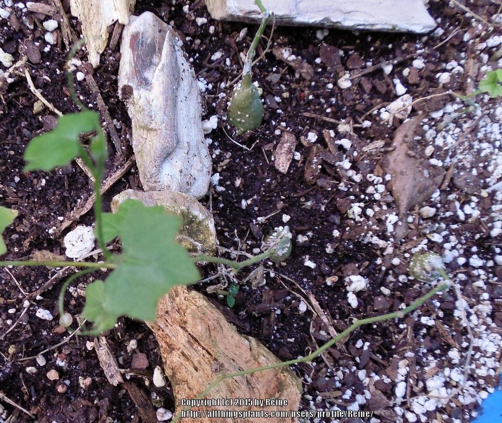 Kedrostis - Garden.org