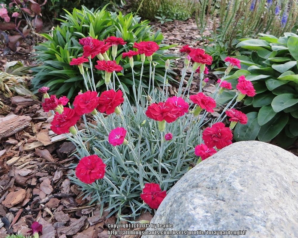 Photo of the entire plant of Allwood Pinks (Dianthus 'Frosty Fire ...