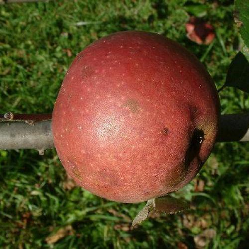 Apple (Malus domestica 'Ruby Limbertwig') in the Apples Database - Garden.org