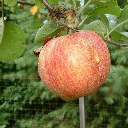 Apple (Malus domestica 'Moyer's Spice') in the Apples Database - Garden.org