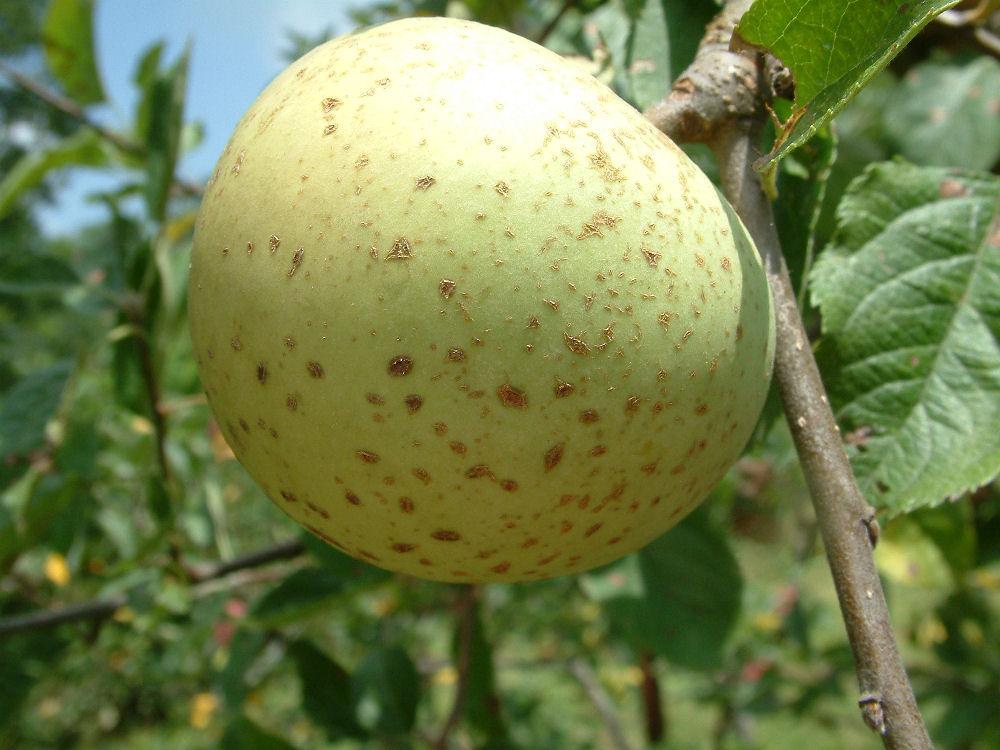 Apple (Malus domestica 'Burning Green') in the Apples Database - Garden.org
