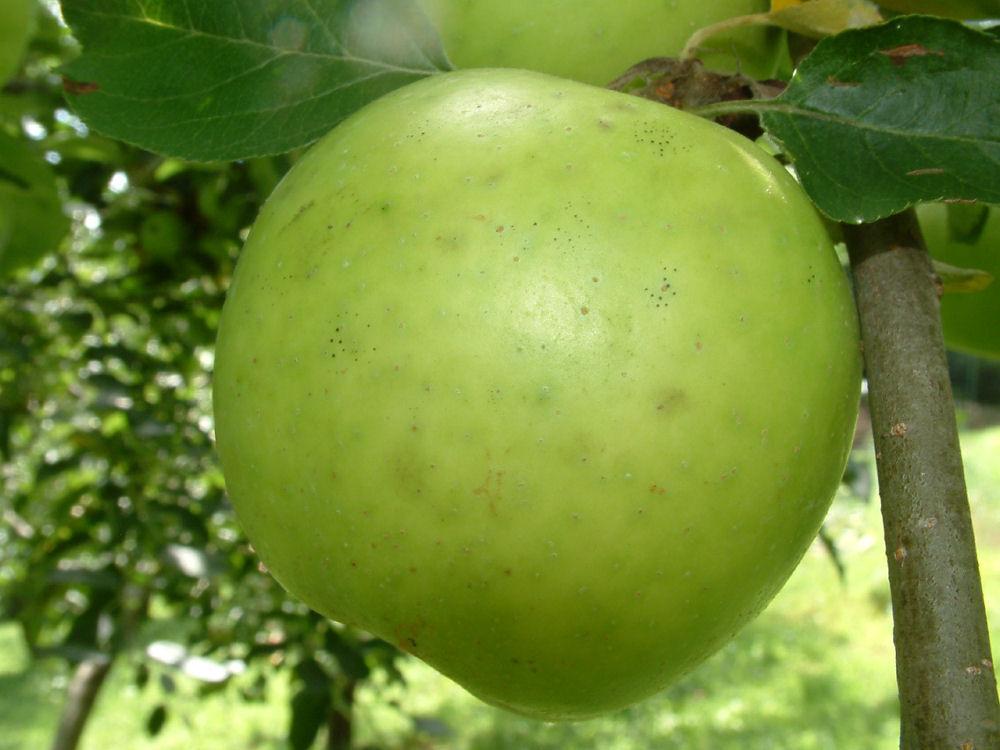 Apple (Malus domestica 'Yankee Sweet') in the Apples Database - Garden.org