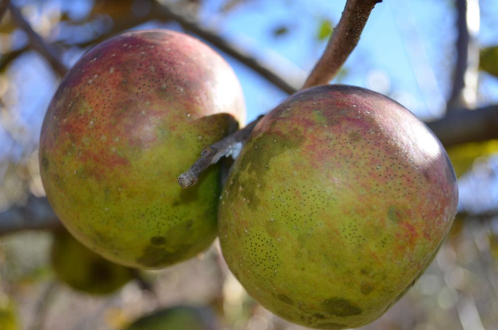 Apple (Malus domestica 'Minkler') in the Apples Database - Garden.org