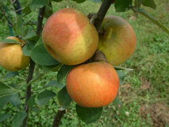 Apple (Malus domestica 'Golden Pearmain') in the Apples Database - Garden.org