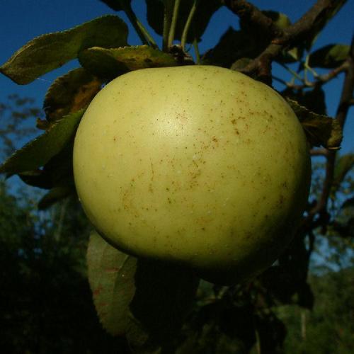 Apple (Malus domestica 'Summer Limbertwig') in the Apples Database - Garden.org