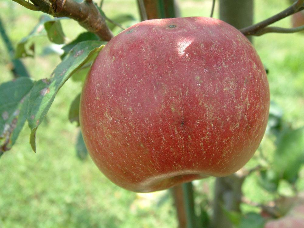 Apple (Malus domestica 'Ophir') in the Apples Database - Garden.org
