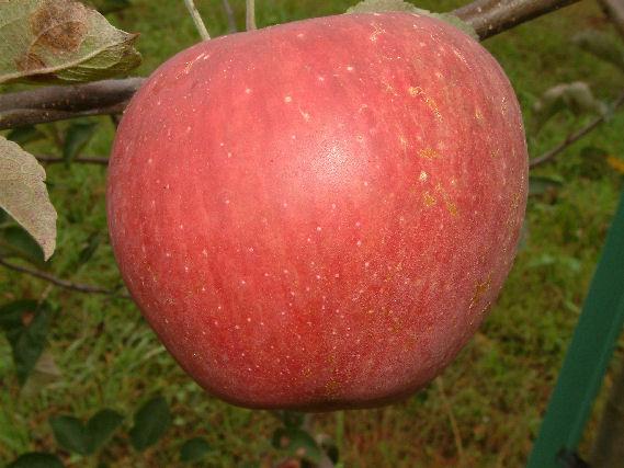 Apple (Malus domestica 'Park's Pippin') in the Apples Database - Garden.org