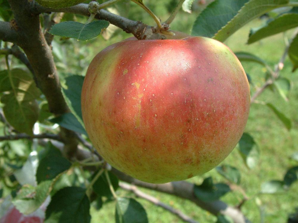 Apple (Malus domestica 'Belmont') in the Apples Database - Garden.org