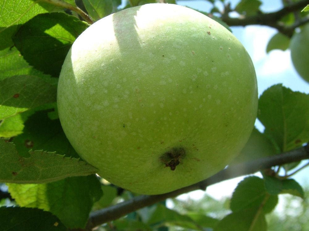 Apple (Malus domestica 'Lewis Green') in the Apples Database - Garden.org