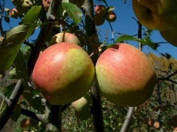 Apple (Malus domestica 'Kentucky Limbertwig') in the Apples Database - Garden.org