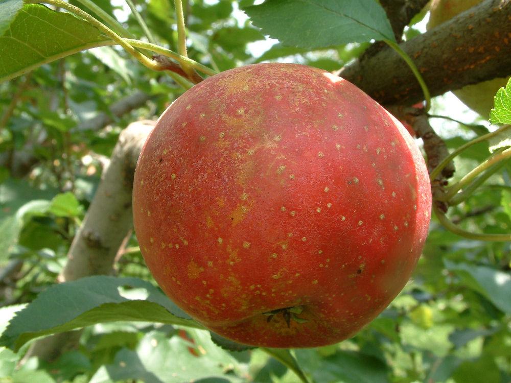 Apple (Malus domestica 'Hackworth') in the Apples Database - Garden.org