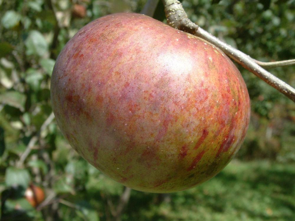 Apple (Malus domestica 'Carter's Blue') in the Apples Database - Garden.org