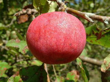 Apple (Malus domestica 'Mary McKinney') in the Apples Database - Garden.org