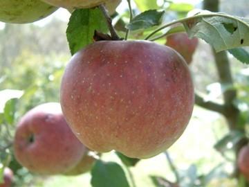 Apple (Malus domestica 'Kinnaird's Choice') in the Apples Database - Garden.org