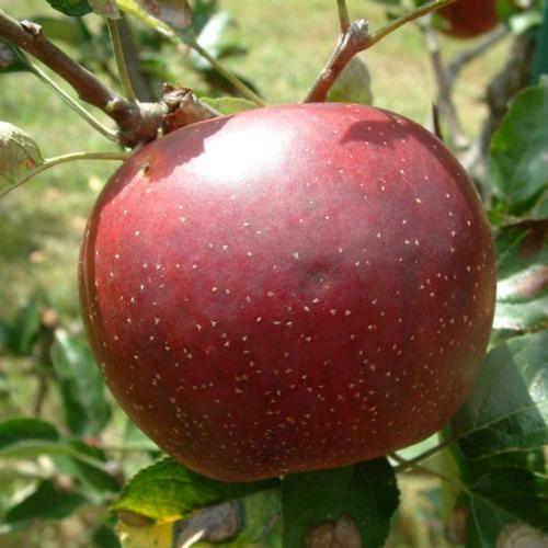 Apple (Malus domestica 'Sops in Wine') in the Apples Database - Garden.org